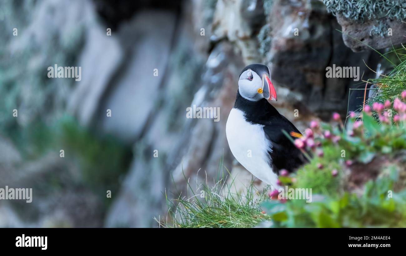 Puffin on a cliff ledge at the entrance to his burrow Stock Photo - Alamy