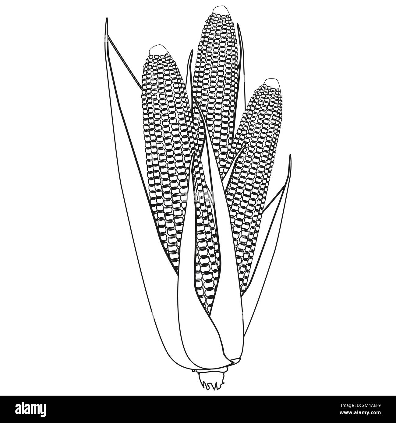 Outline of three corn cobs with grains and leaves isolated on white ...