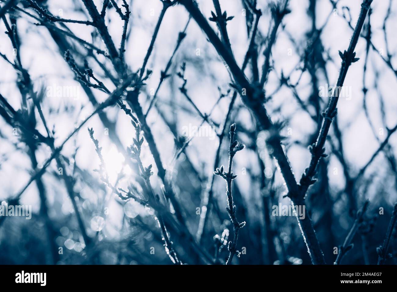 Blue monday concept with natural winter tree branch snow background ...