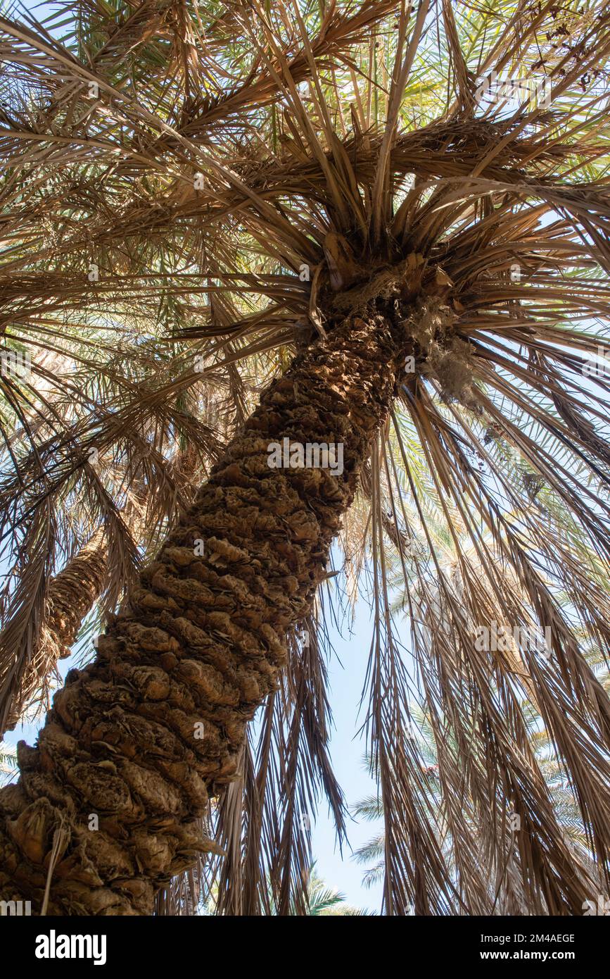 Abstract view of tall large date palm tree phoenix dactylifera with ...