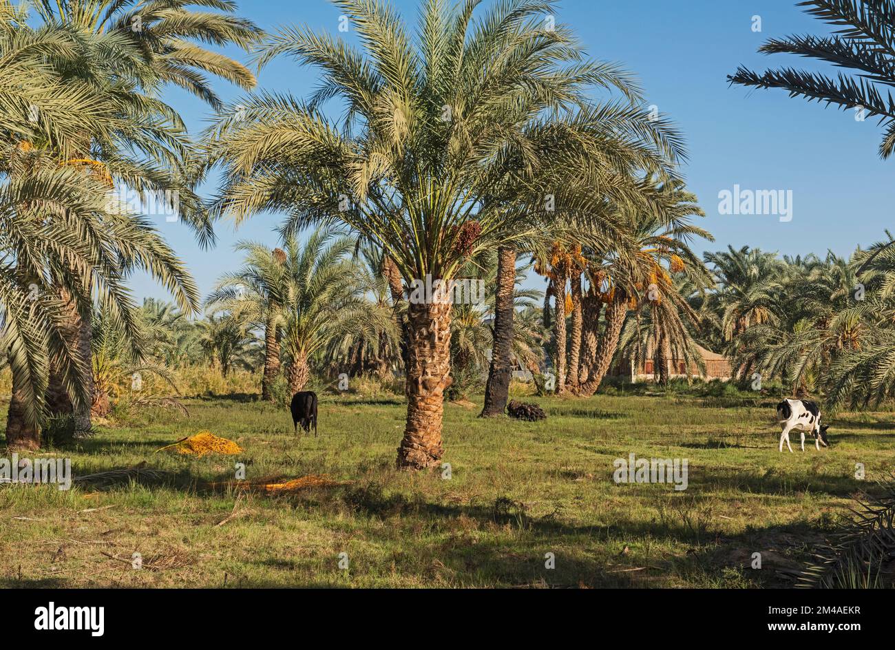 Landscape view of tall large date palm tree phoenix dactylifera in ...