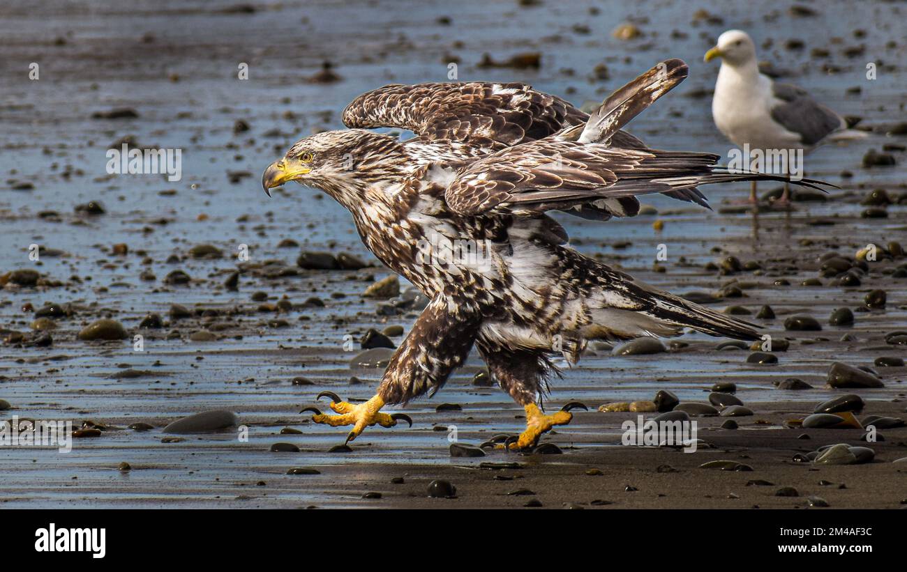 A beautiful shot of a Southern Bald Eagle running at a beach Stock ...