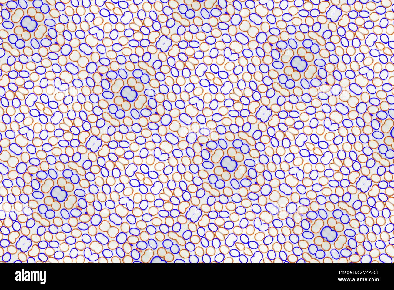 texture multi color rubber band Stock Photo - Alamy
