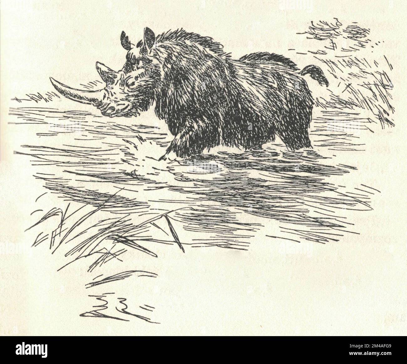 A woolly rhinoceros wades through a river. Depiction of a prehistoric ...