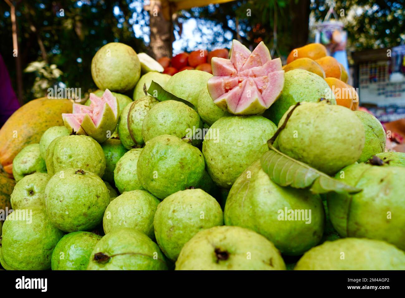 Fresh and Tasty Guavas Selling on street, Local green guava fruits with ...