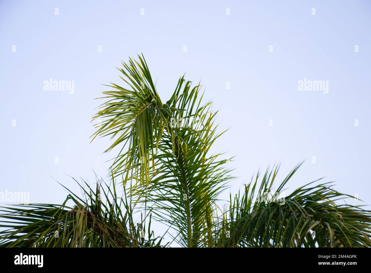 palm tree against the blue sky in sunny weather in Egypt Stock Photo ...