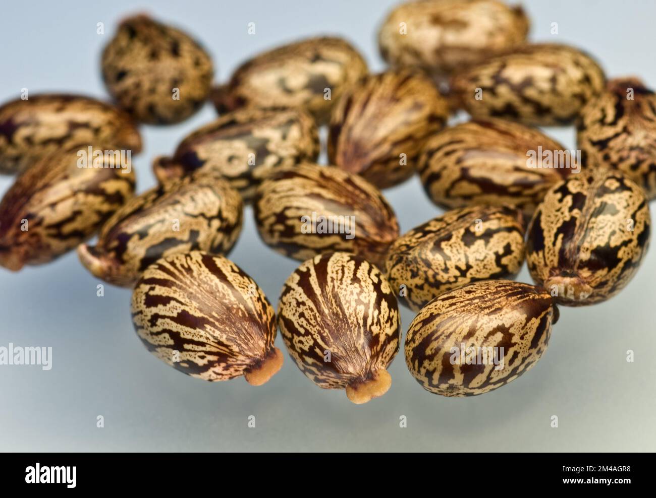 Castor oil fruit hi-res stock photography and images - Alamy