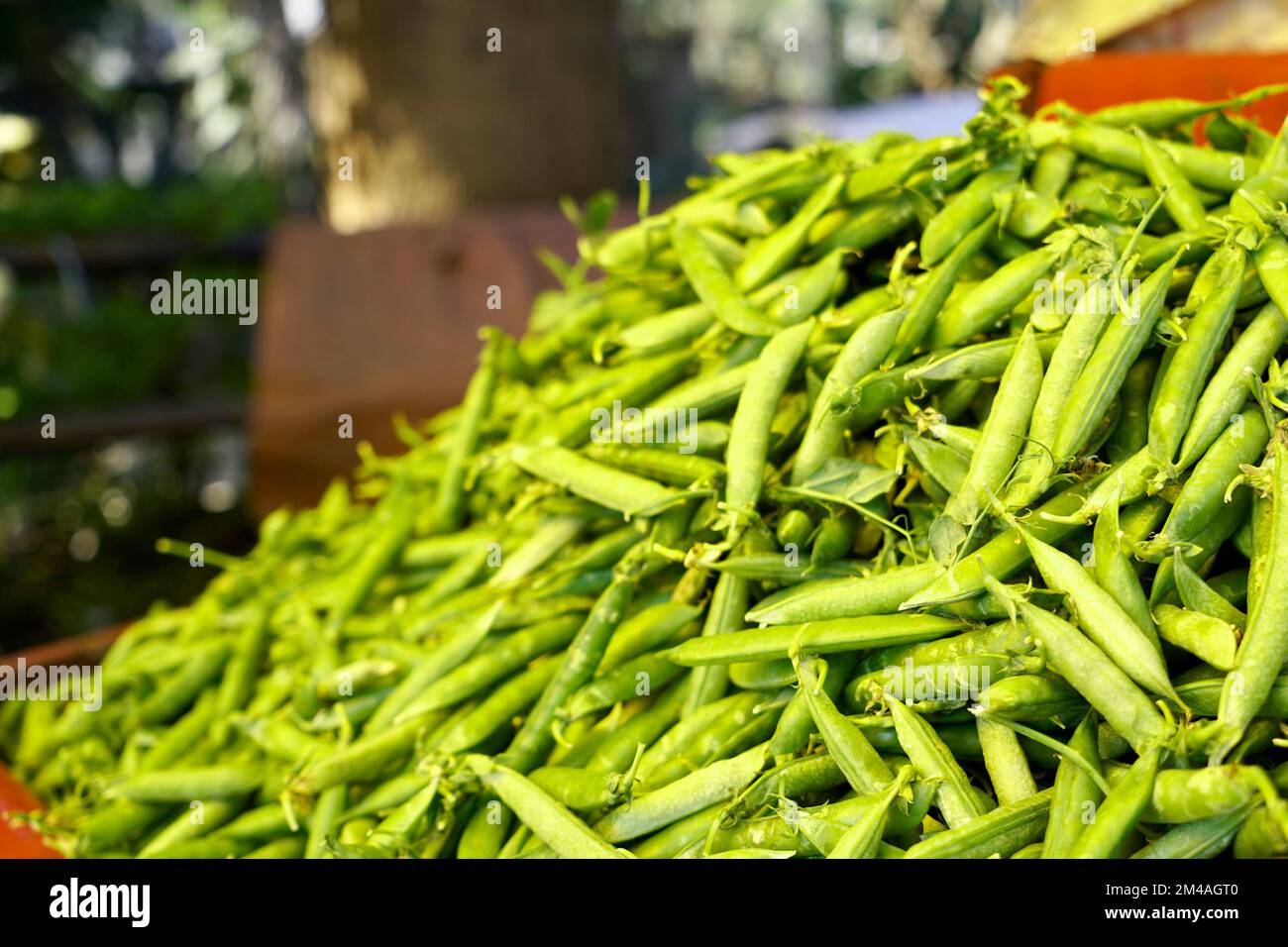 Vegetable vendor with her baby hi-res stock photography and images - Alamy