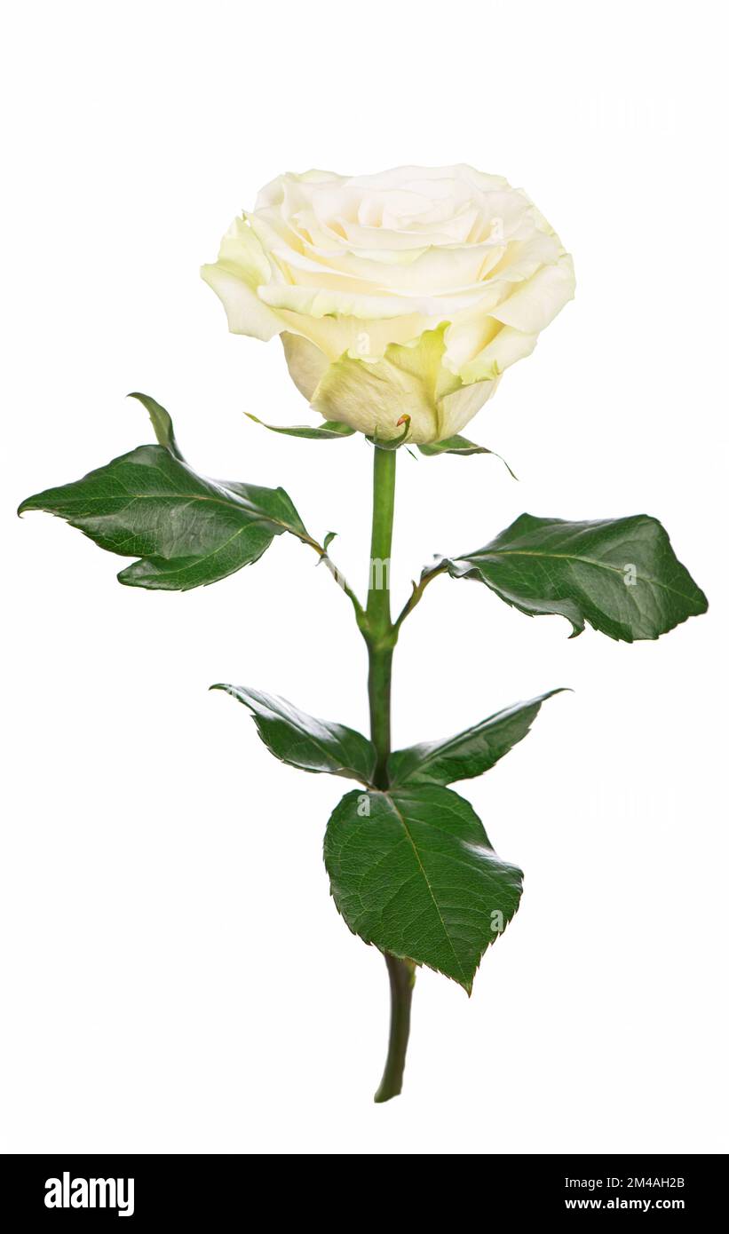 one white rose on a white background Stock Photo - Alamy
