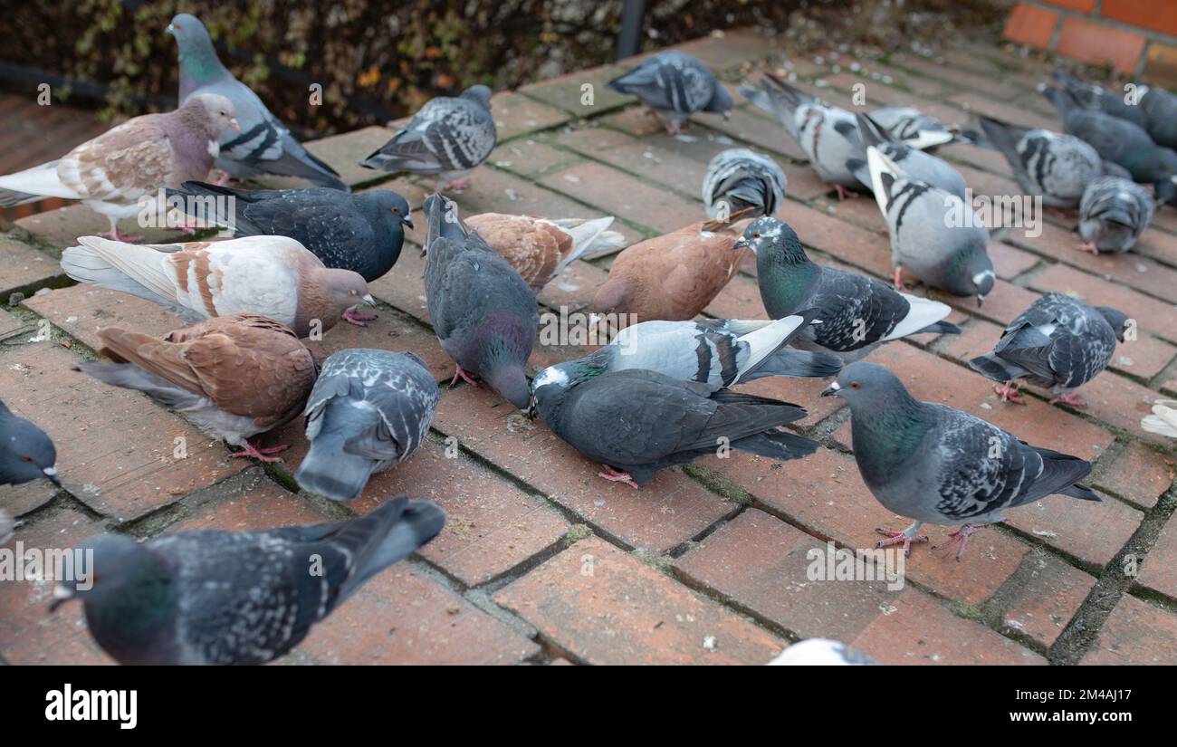 Pile Of Doves
