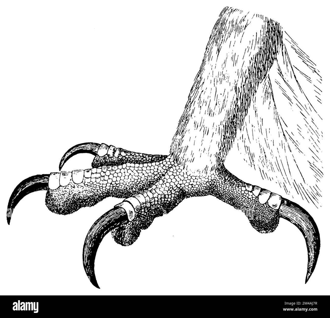 golden eagle, foot, Aquila chrysaetos, (, ), Steinadler, Fuß, L'Aigle ...