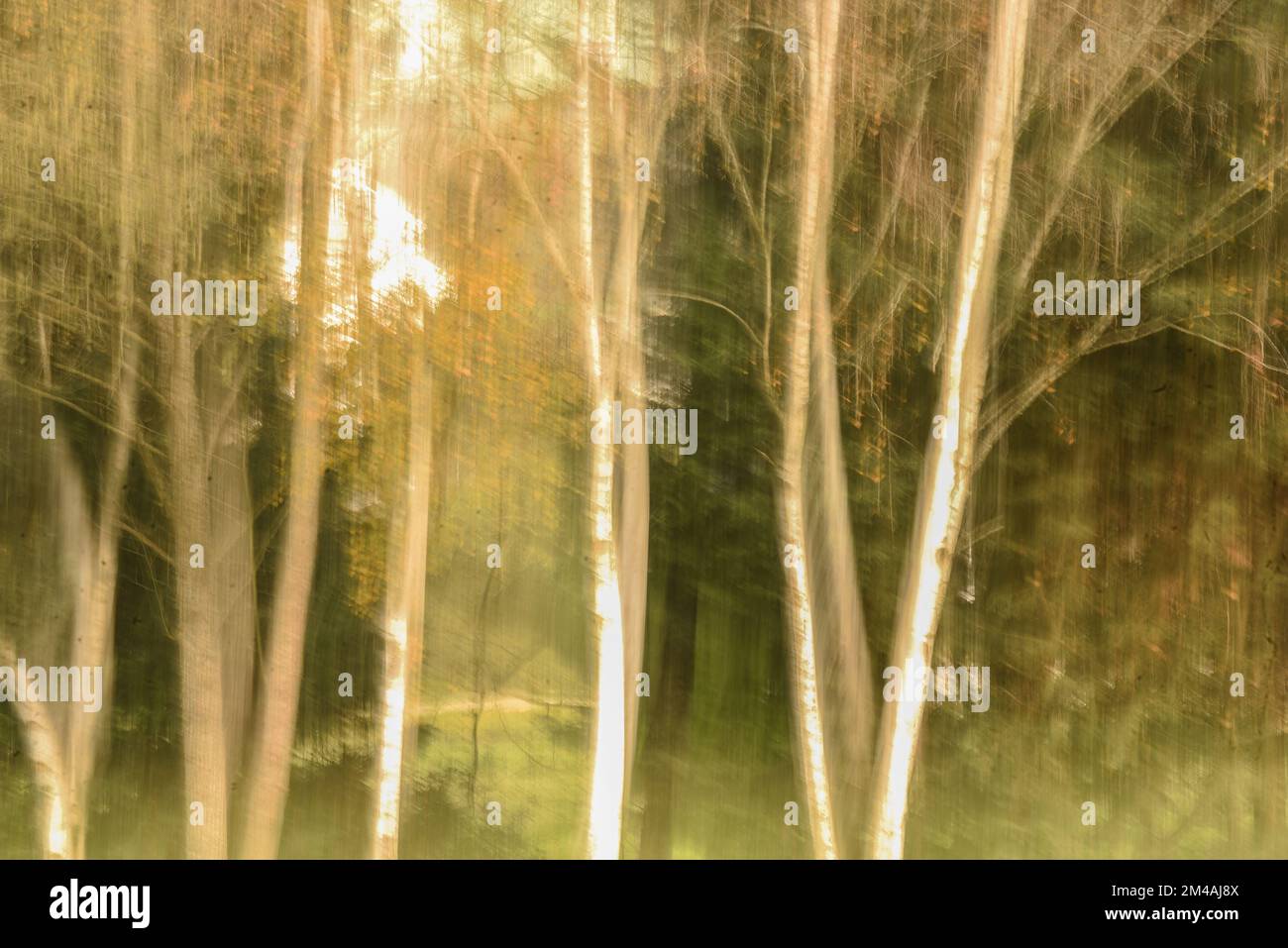forest landscape with trees blurred by intentional camera movement and ...