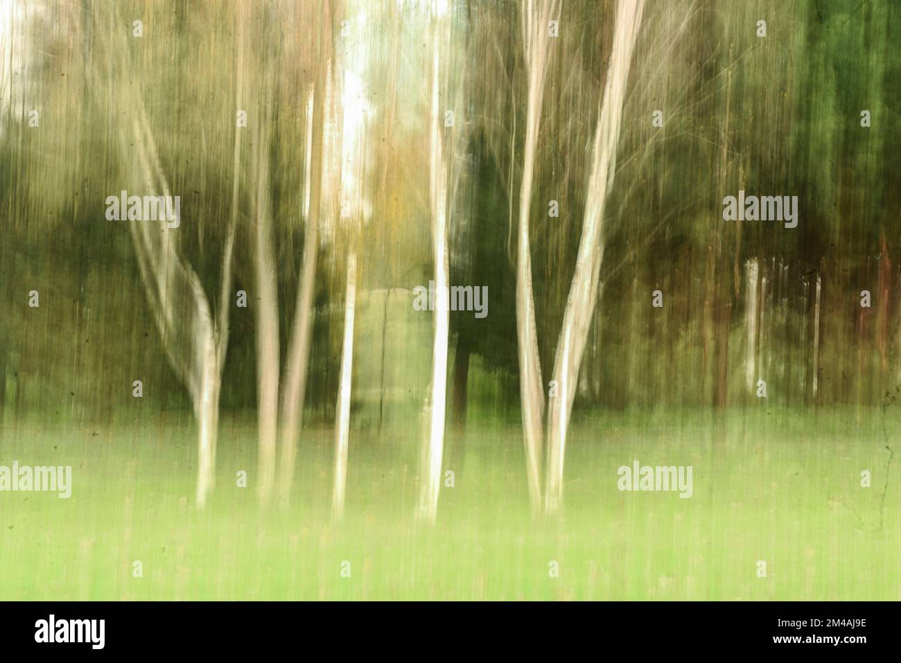 forest landscape with trees blurred by intentional camera movement and ...