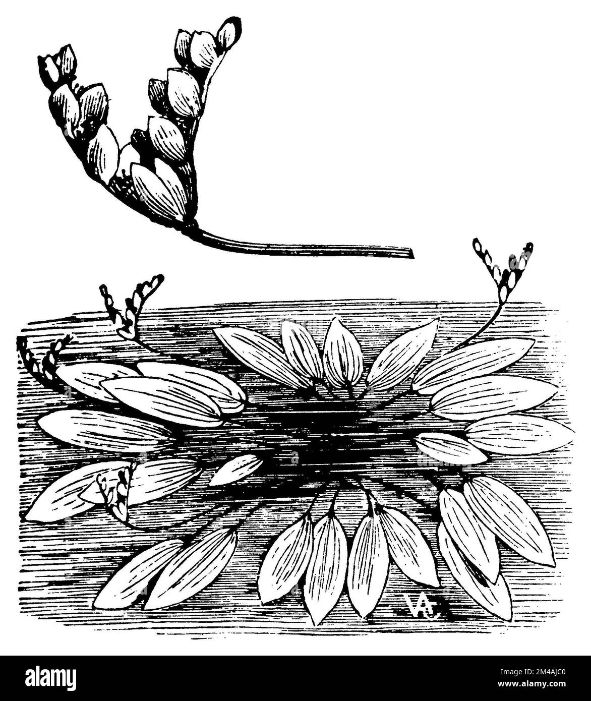 Pondweed Drawing