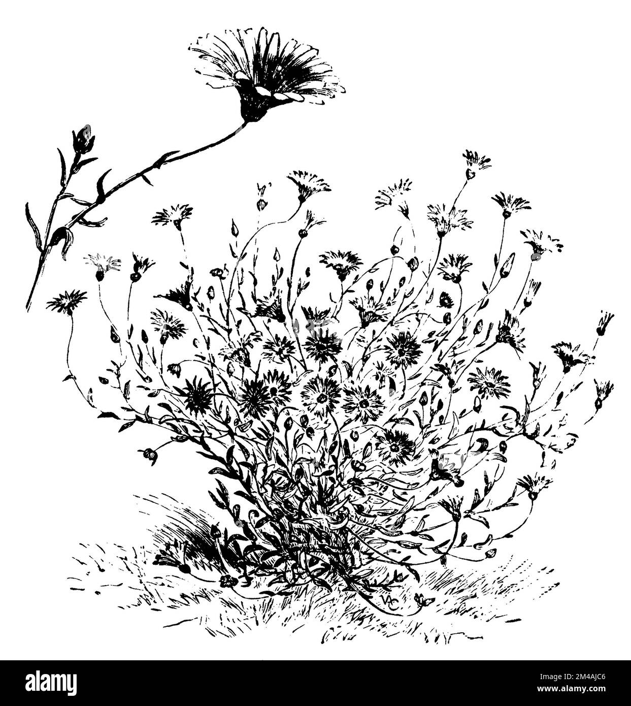 Sea marigold, Calendula maritima, (, 1911), Meeresstrand-Ringelblume ...