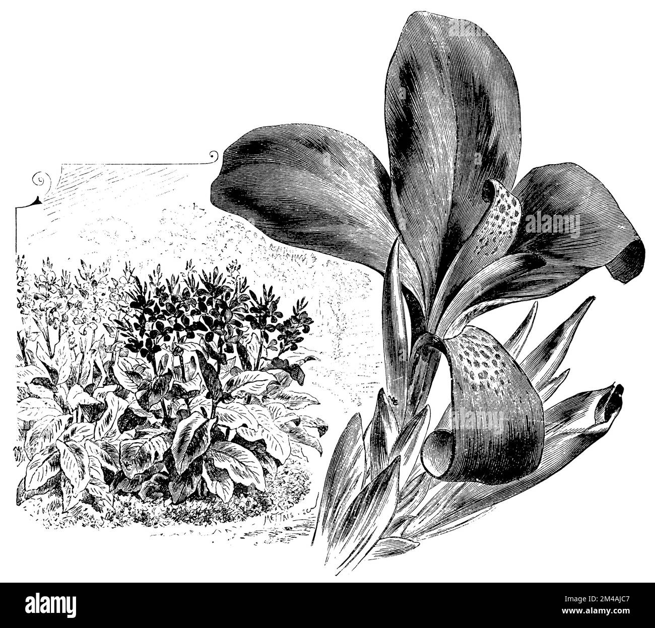 Purple grandiflora Black and White Stock Photos & Images - Alamy