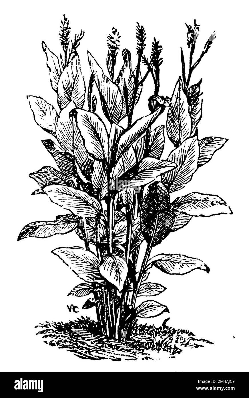 indian shot, Canna indica, (, 1911), Canna, Canna, conflore Stock Photo ...