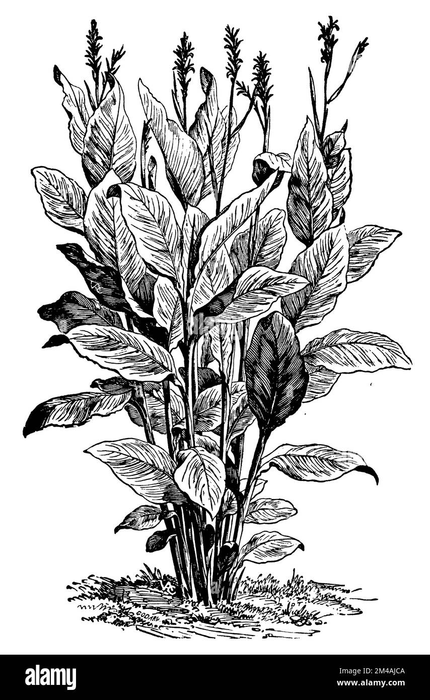 indian shot, Canna indica, (, 1911), Canna, Canna, conflore Stock Photo ...