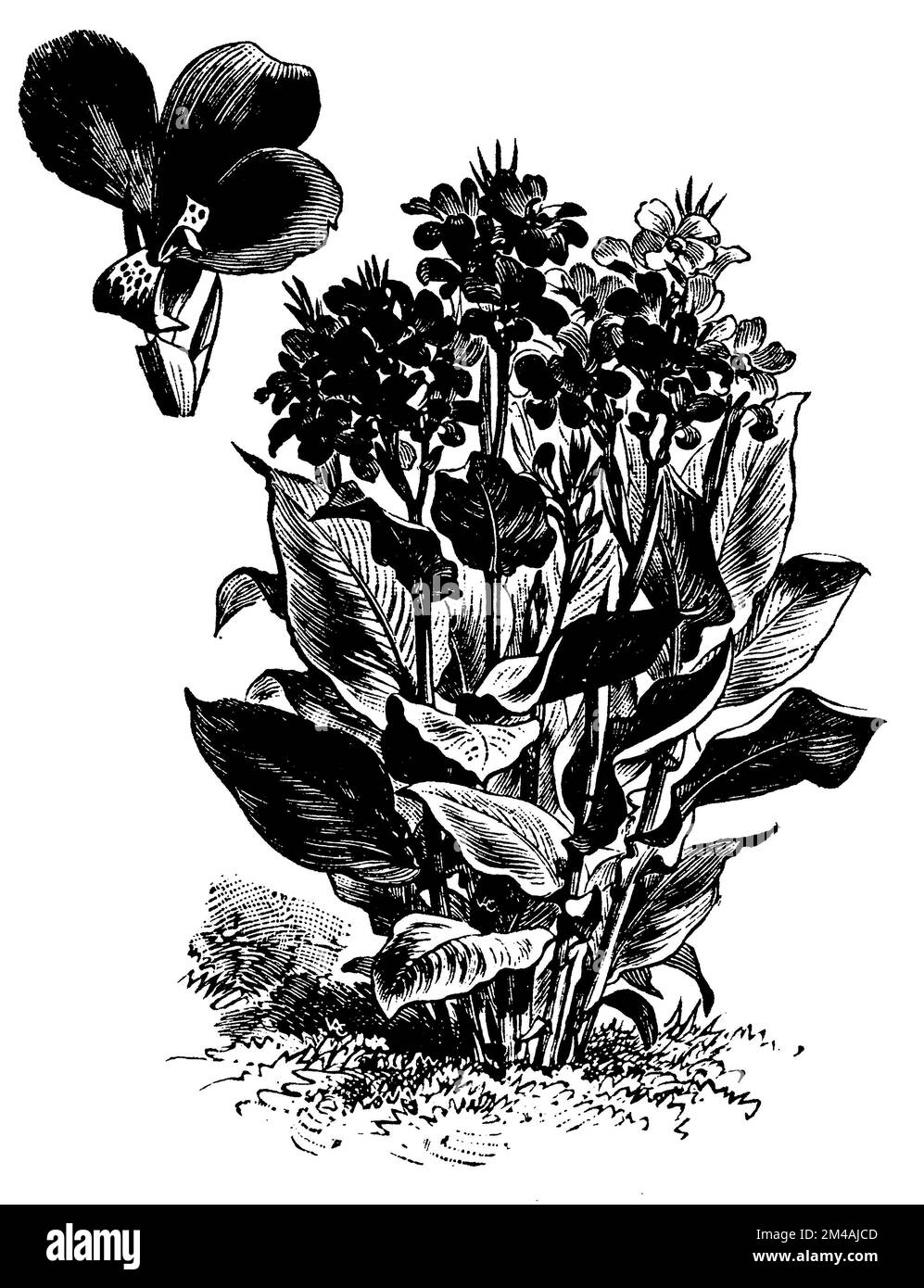 Purple grandiflora Black and White Stock Photos & Images - Alamy