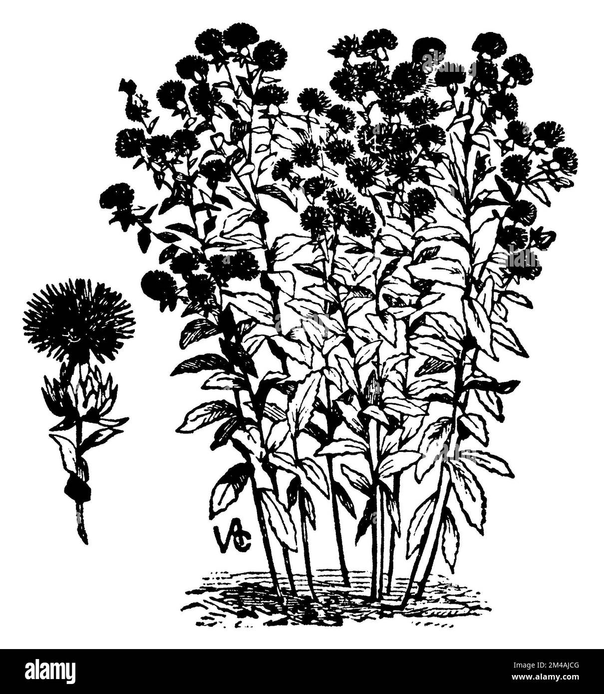 Safflower illustration hi-res stock photography and images - Alamy