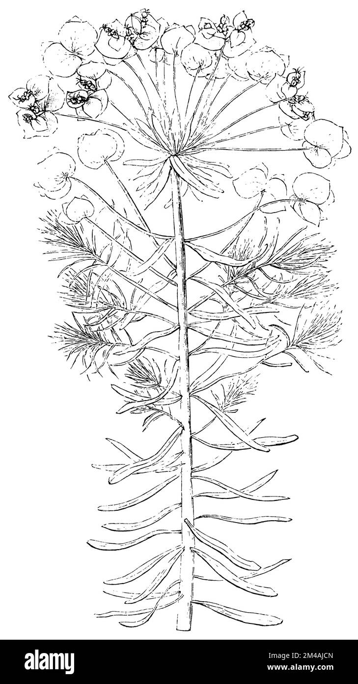 Cypress Spurge, Euphorbia cyparissias, Schimper, Andreas Franz Wilhelm ...
