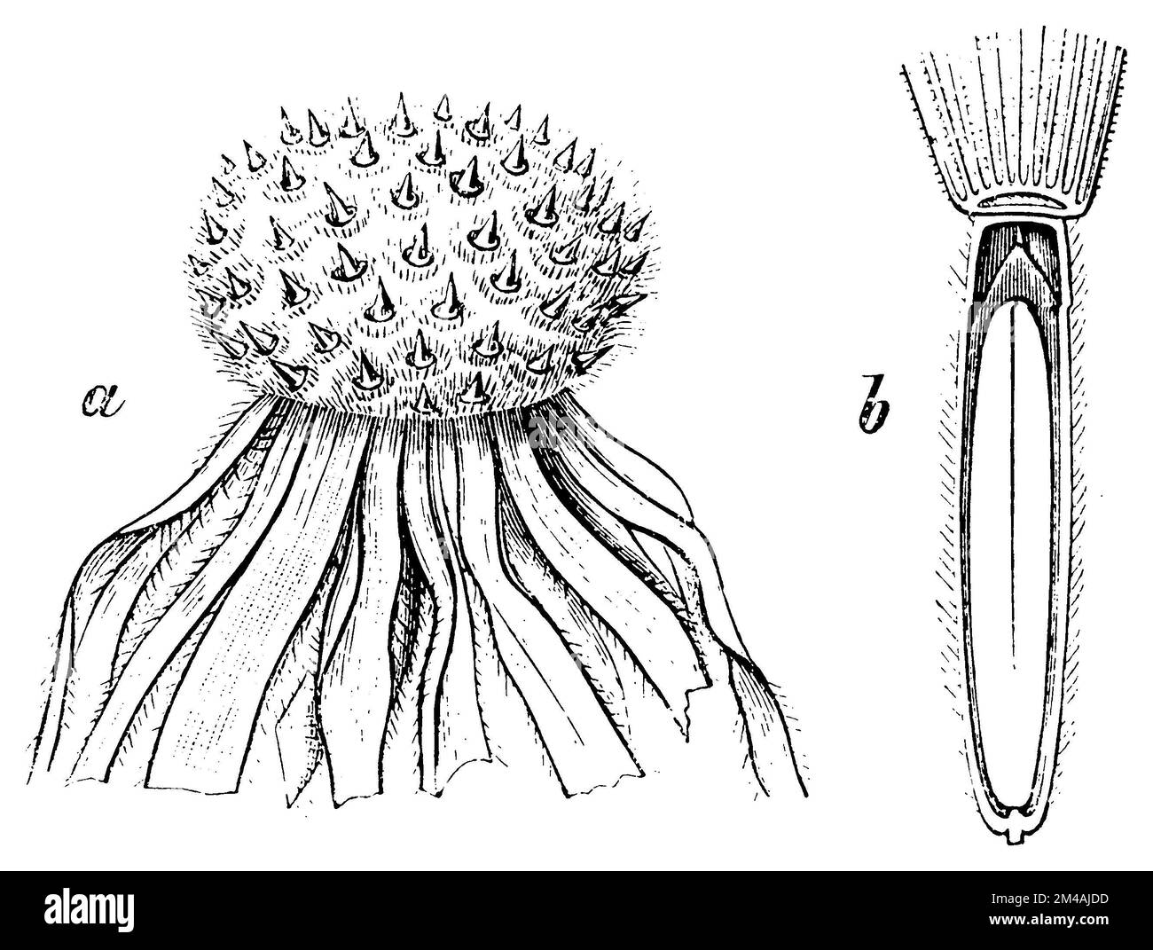 wolf's bane, a Head axis, after removal of the fruit. Enl. b Fruit in ...