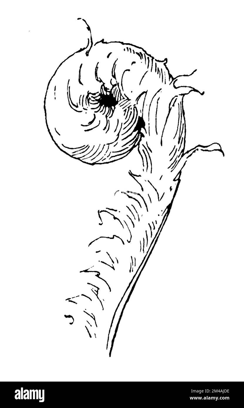 Aspidium filix mas hi-res stock photography and images - Alamy