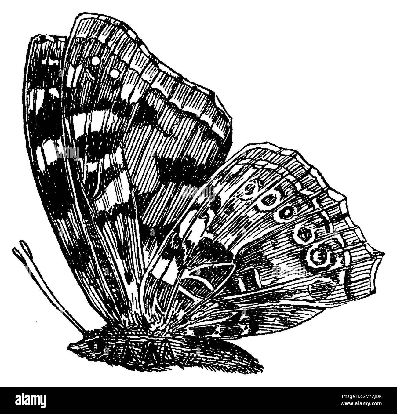 painted lady, Vanessa cardui Syn. Cynthia cardui, (schoolbook, 1908 ...