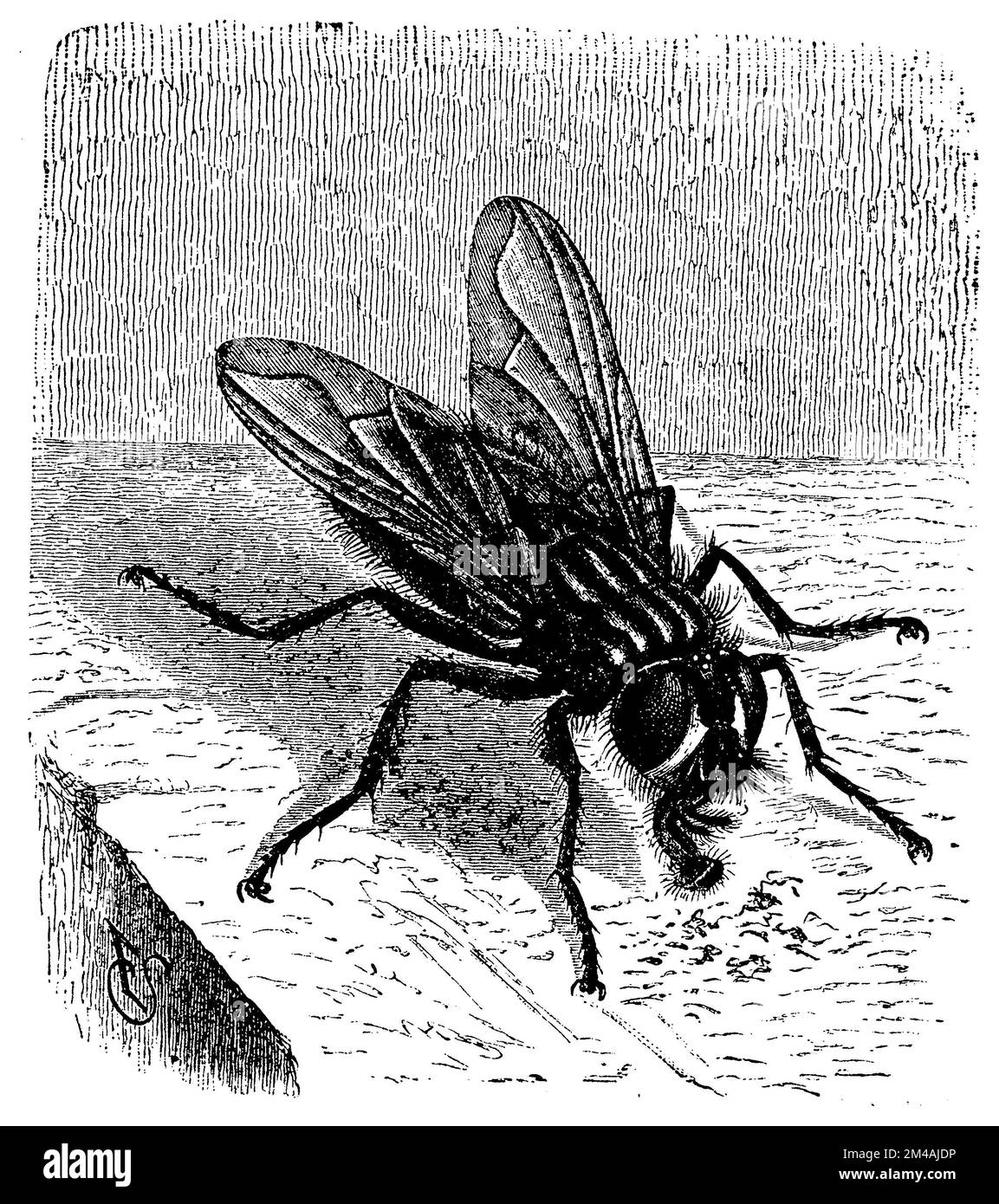 housefly, Musca domestica, (schoolbook, 1908), Stubenfliege, mouche ...