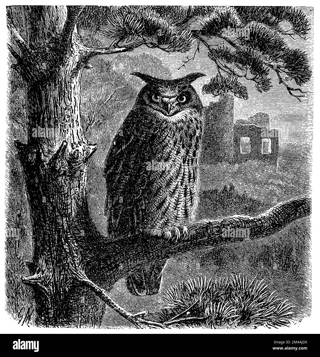 eagle-owl, Bubo bubo, (schoolbook, 1908), Uhu, Hibou grand-duca Stock ...