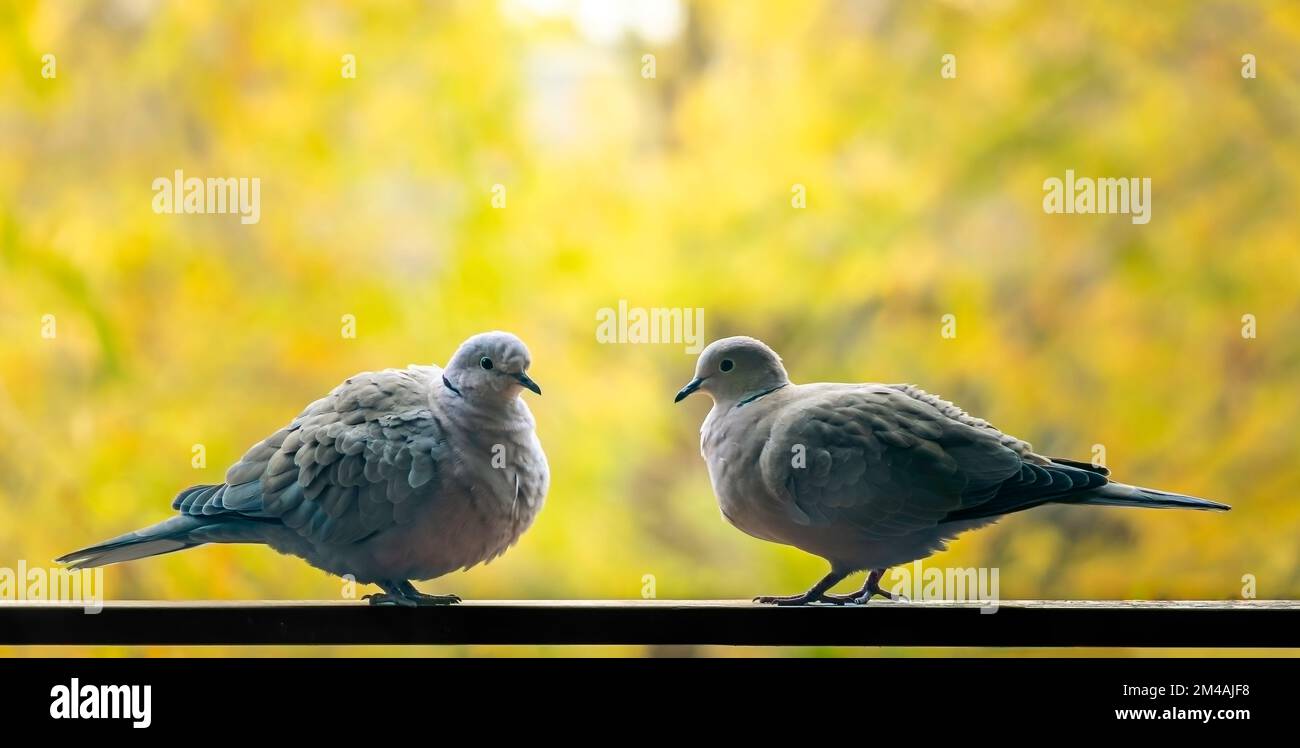 Two turtle doves hi-res stock photography and images - Alamy