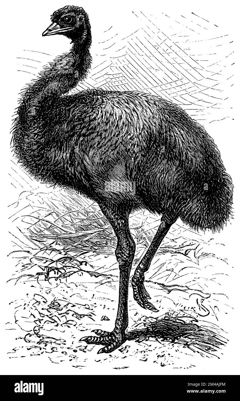 Grosser emu Cut Out Stock Images & Pictures - Alamy