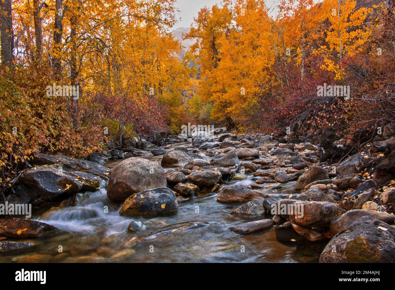Fall colors in the Ruby Mountains, Original public domain image from ...