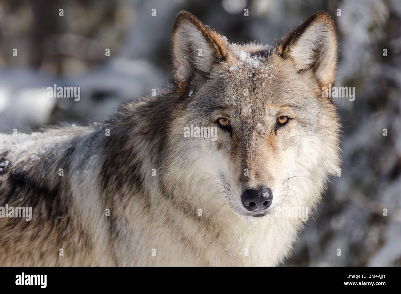 Wolf portrait is taken from a vehicle in a pullout. A Gray Wolf looking ...
