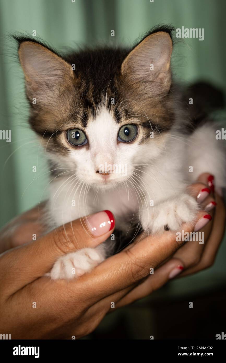Cute little kitten sitting on the palm of a woman. isolated on dark ...