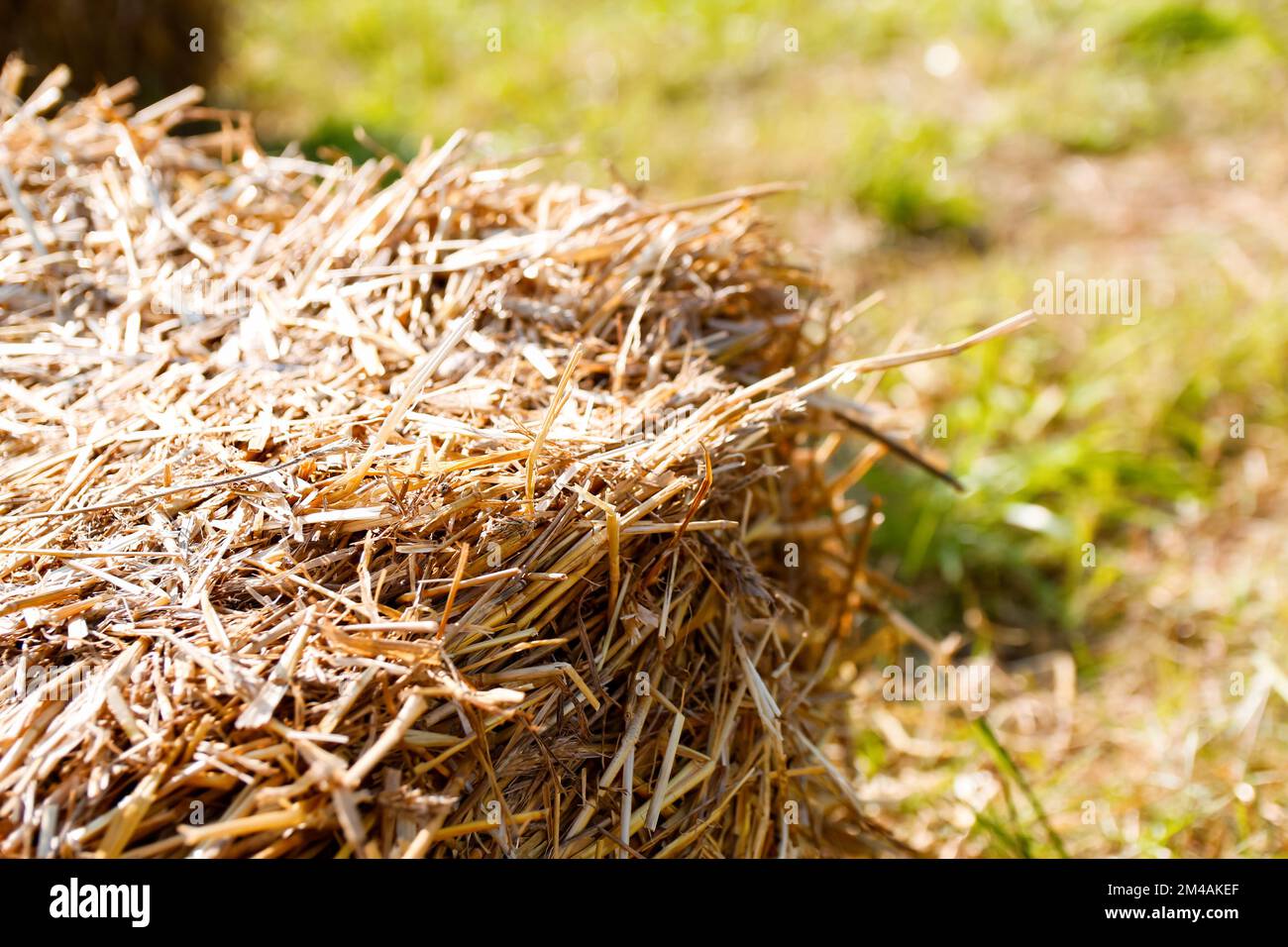 Defocus hay and straw. Hay texture. Hay bales are stacked in large ...