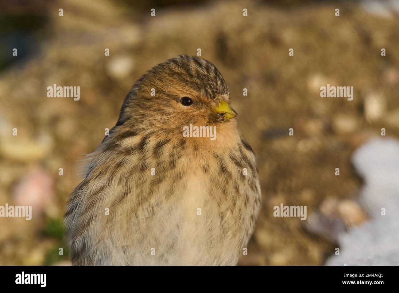Twite hi-res stock photography and images - Alamy