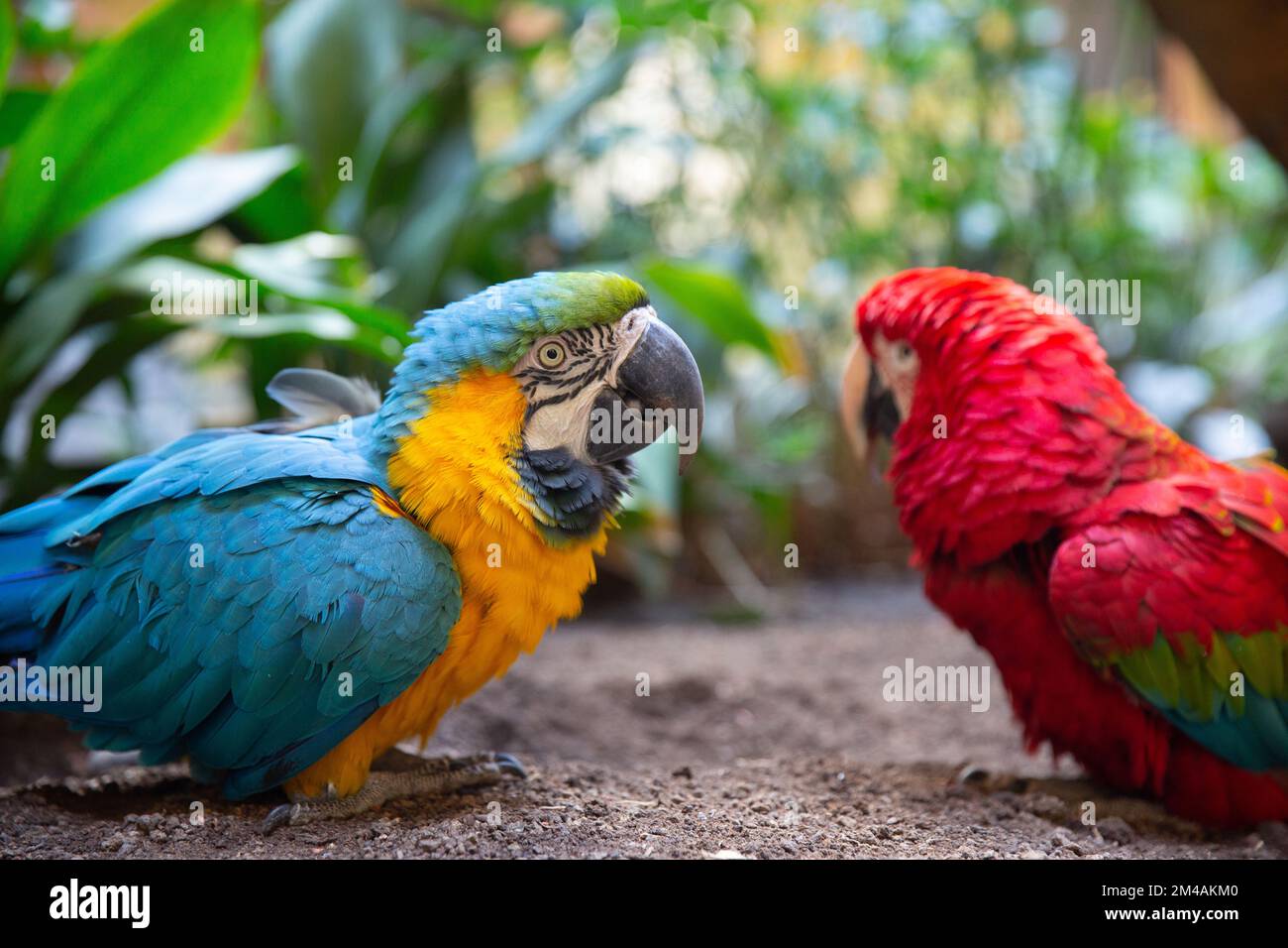 Parrots: scarlet macaw. Couple blue-and-red macaws Stock Photo - Alamy