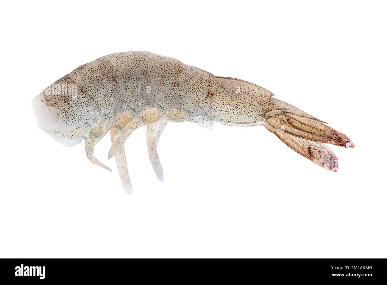Fresh white shrimp isolated on white background Stock Photo - Alamy