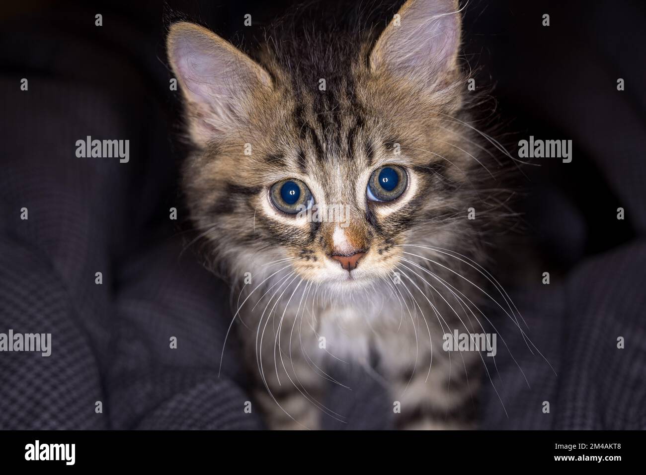 Portrait of a small very young kitten. Kitty with big eyes close up on ...