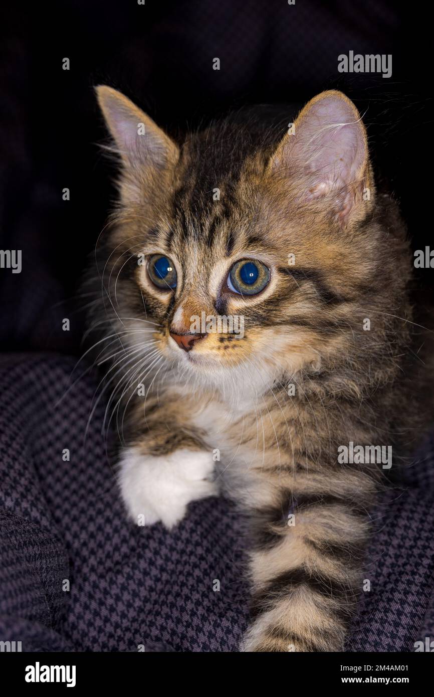 Portrait of a small very young kitten. Kitty with big eyes close up on ...