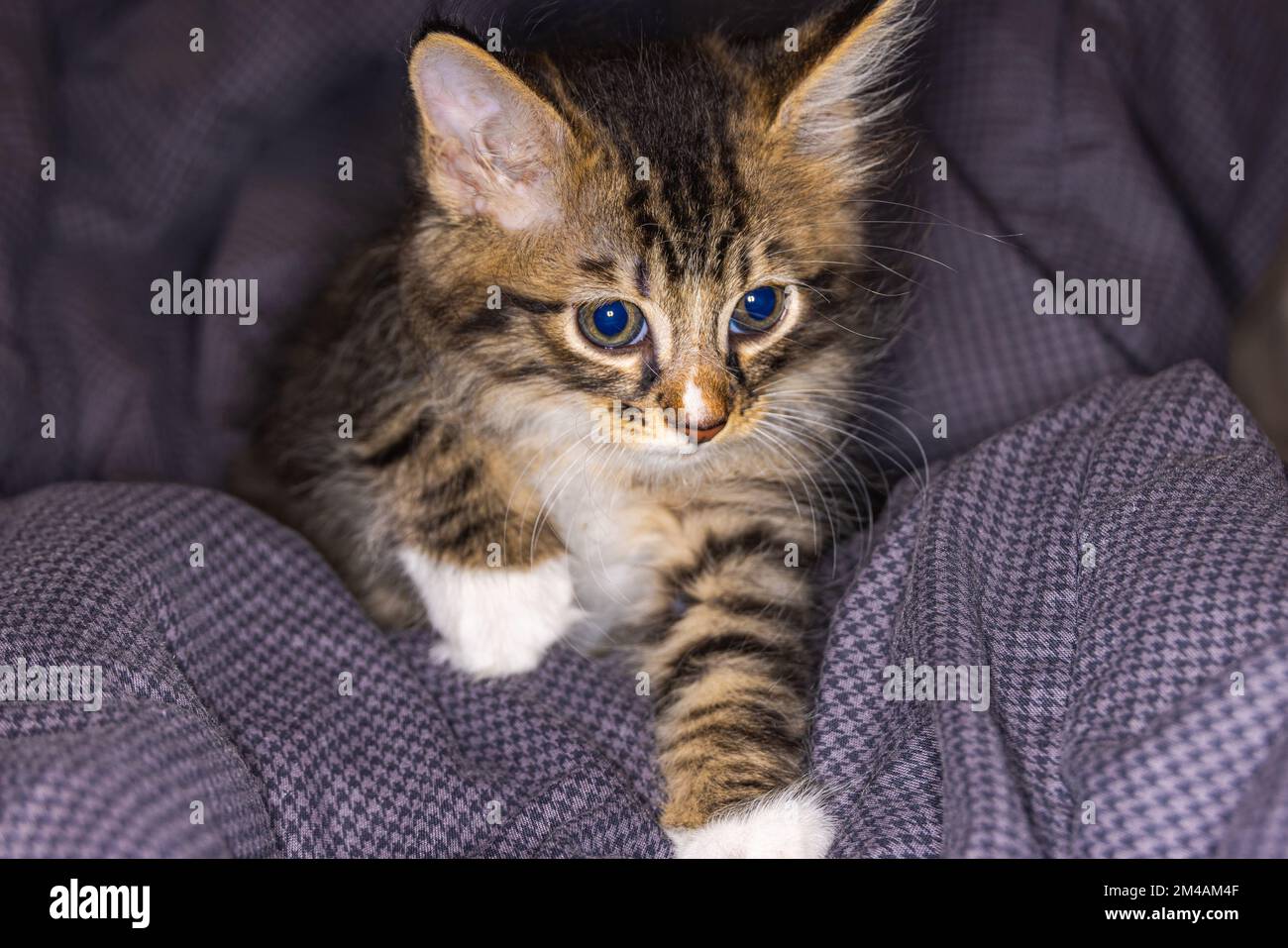 Portrait of a small very young kitten. Kitty with big eyes close up on ...