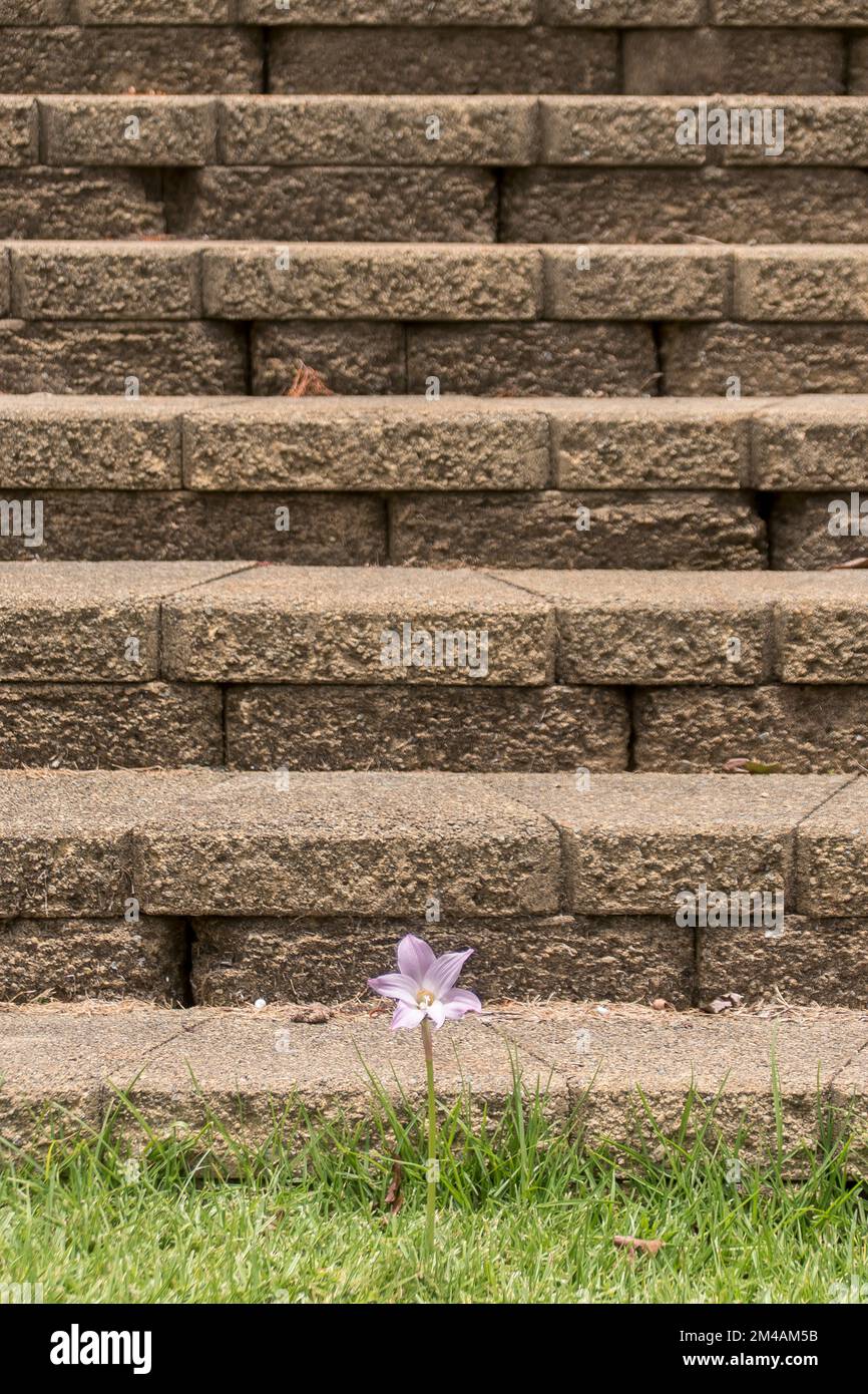 Single tiny flower (rain lily) at bottom of stone steps. Alone ...