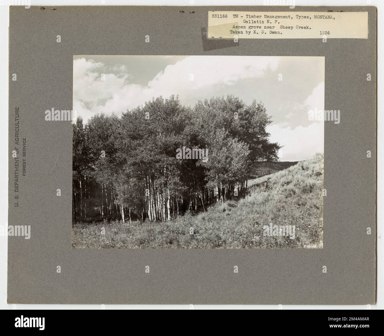Timber Management: Types - Montana. Photographs Relating to National ...