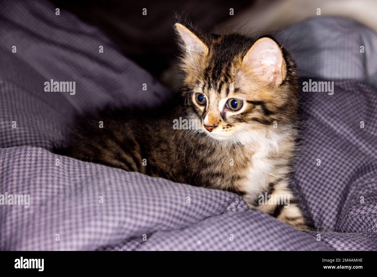 Portrait of a small very young kitten. Kitty with big eyes close up on ...