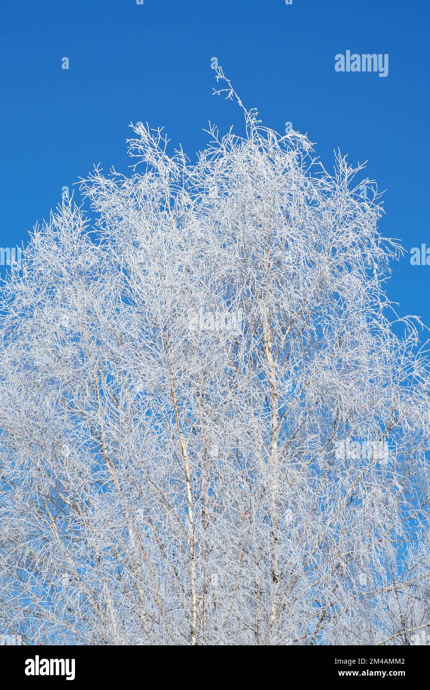 Iced birch tree covered with snow. Frozen branches covered with ice ...