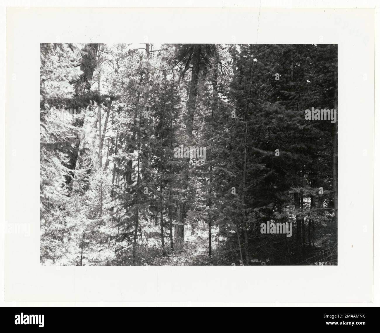 Cut -Over Areas (Repeat Series) - Montana. Photographs Relating to ...