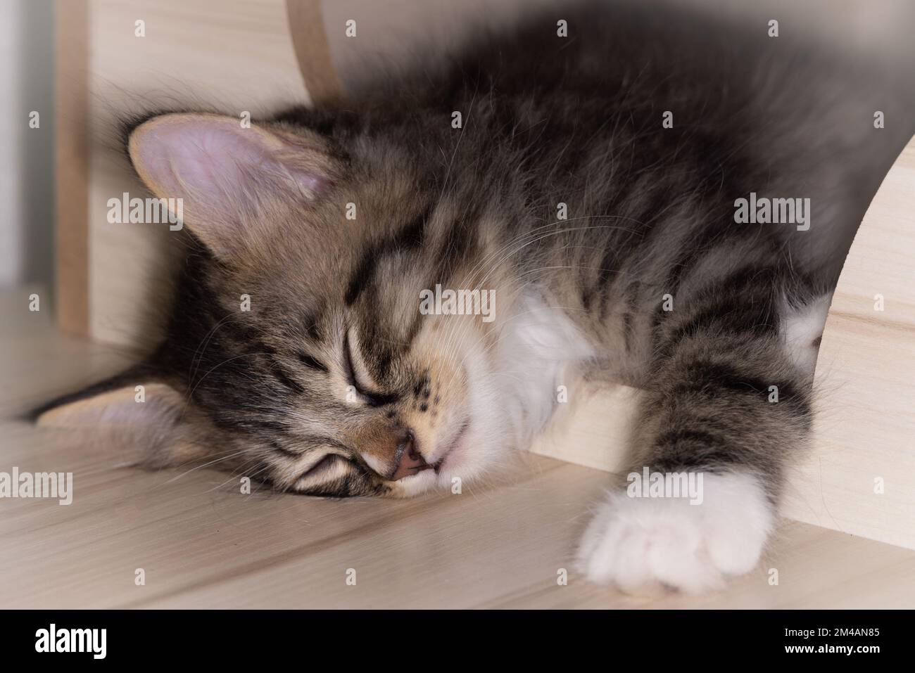 Little cute male kitten sleeping on his wooden playground. Very young ...