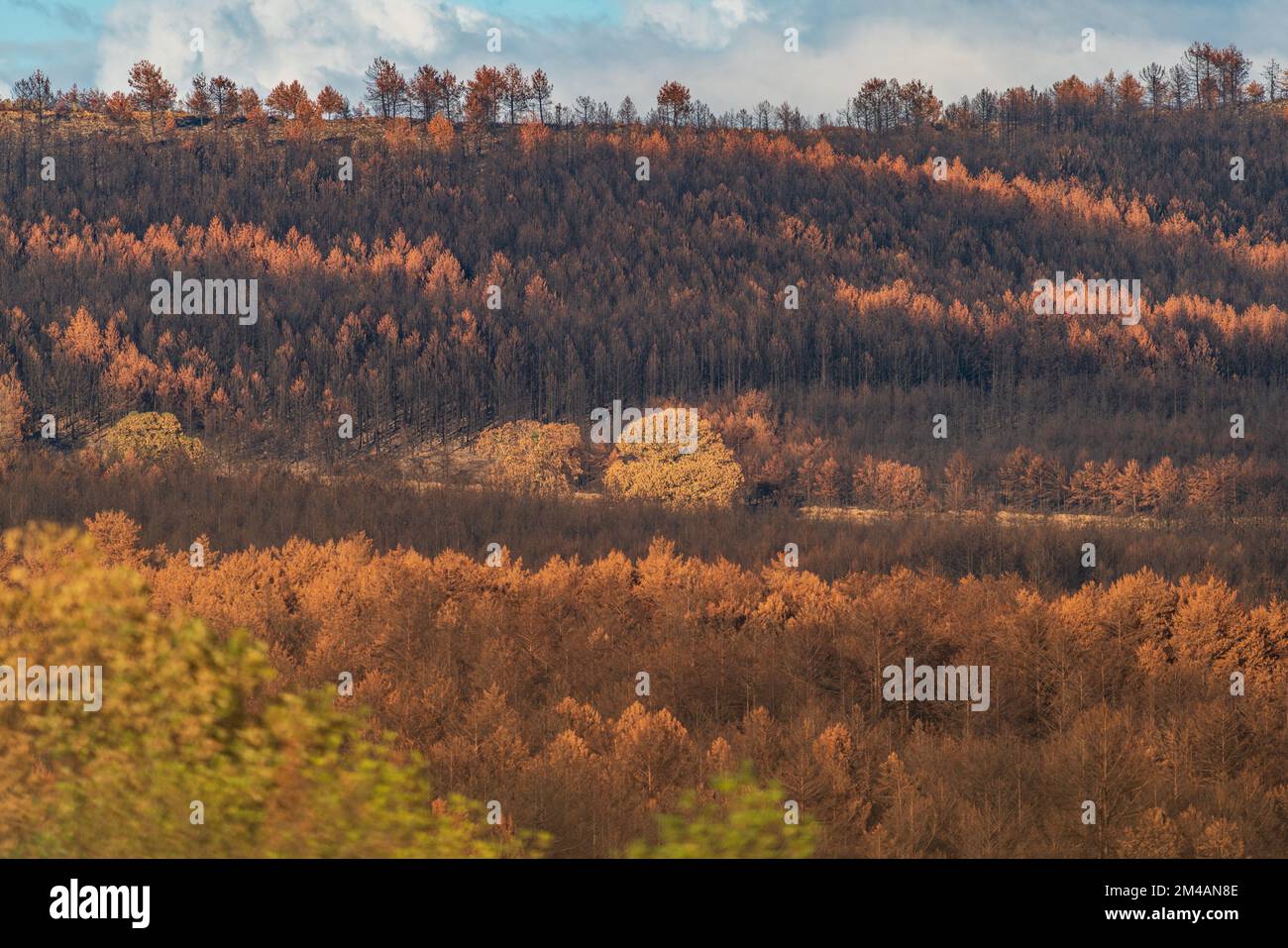 Burnt massive pine tree forest, long shot Stock Photo - Alamy