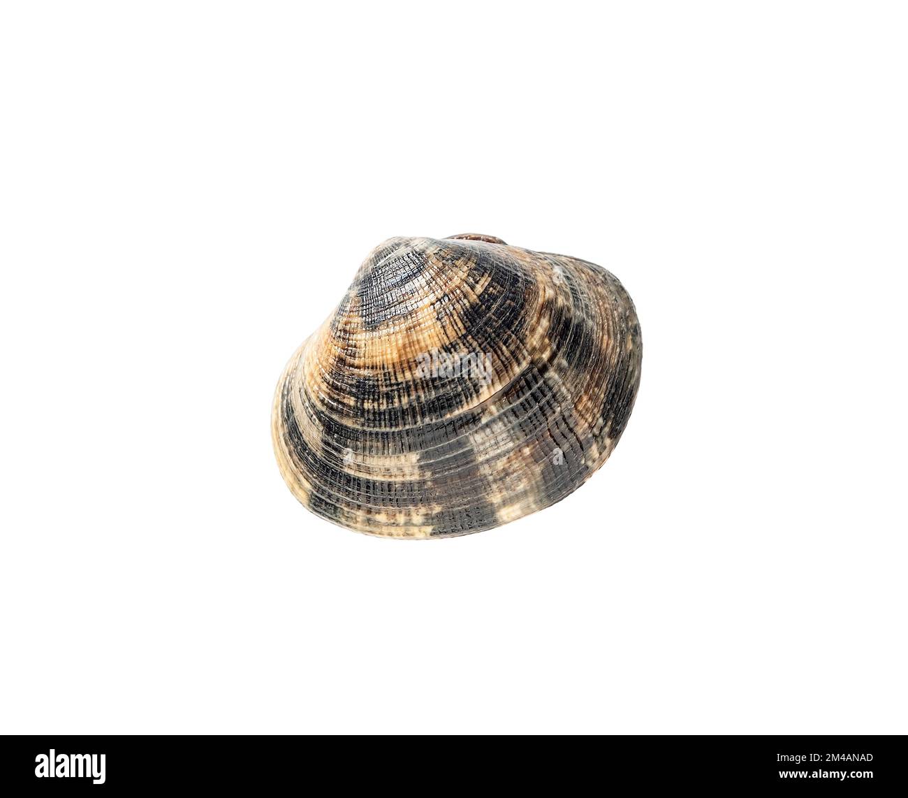 Closed fresh clam isolated on white background Stock Photo - Alamy